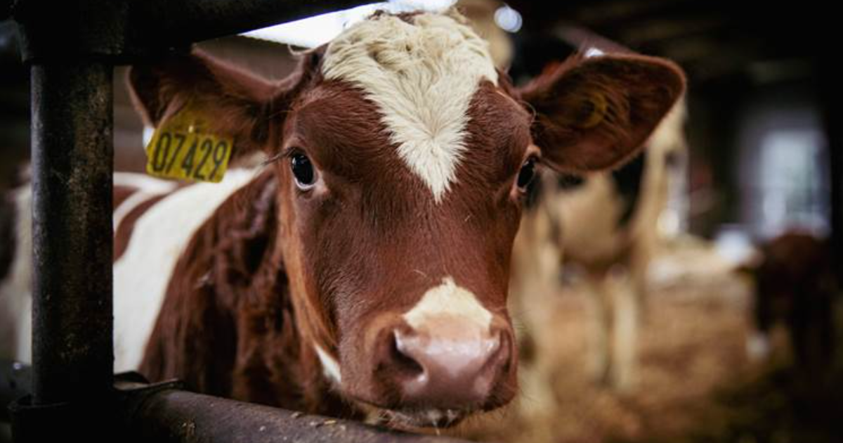 Kalvene må komme ind