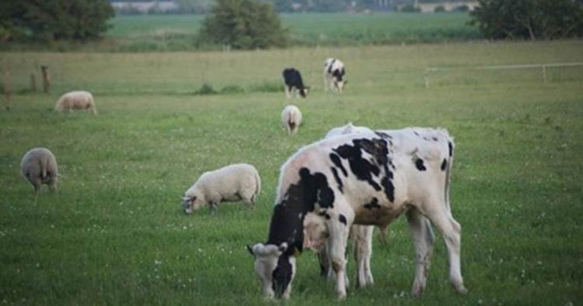 Leverikter kan undgås