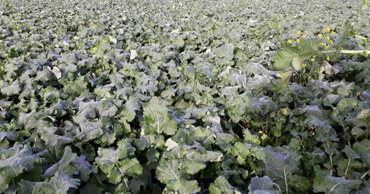 Svovl- og kaliumgødning bør sikres nu