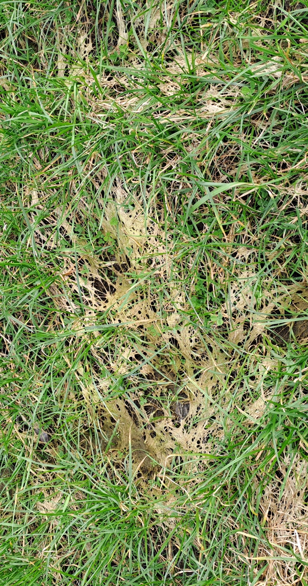 Hvordan ser din mark ud nu?