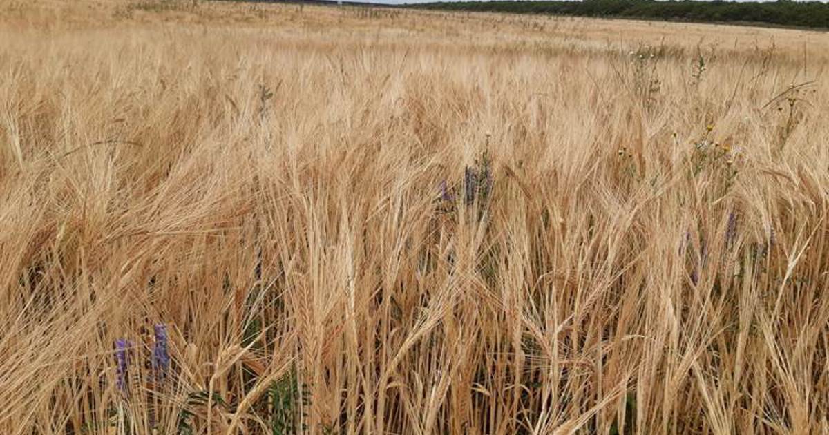 Skal halmen snittes eller sælges til en Øko-kollega?
